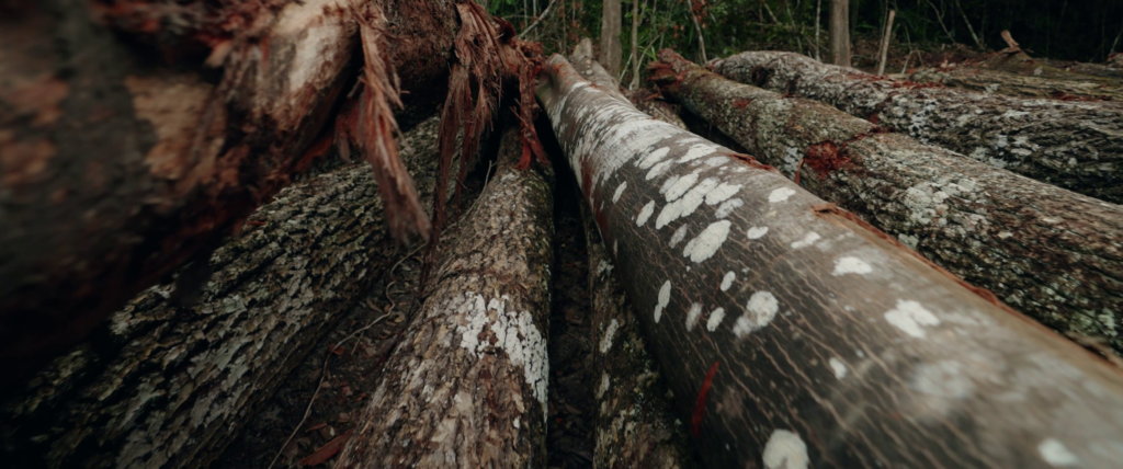Communities and forests thrive in the Maya Biosphere Reserve - Margaret ...